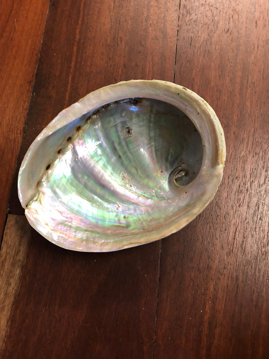 Abalone Shell Australian – Boodi Bunbury